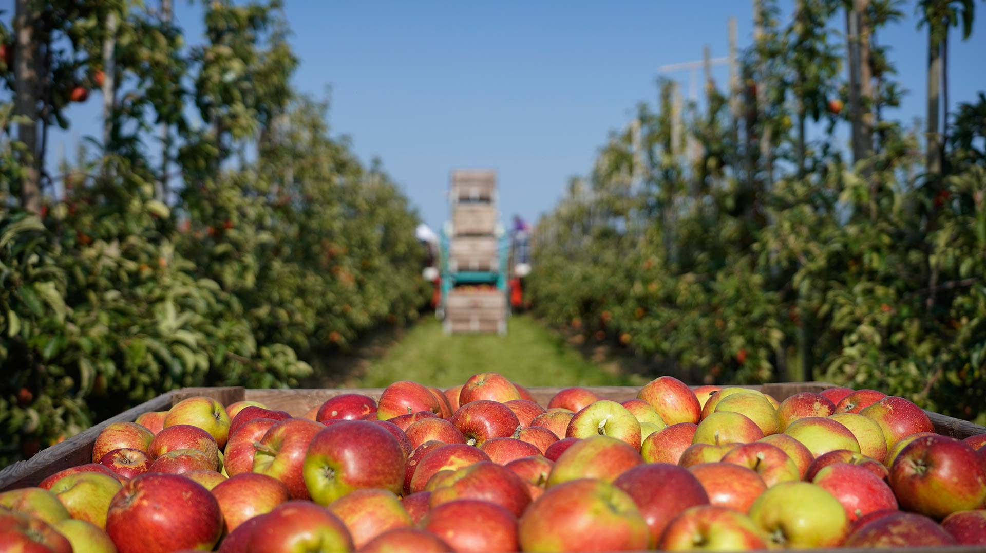 Regionalobst Altes Land | Obsthof Arnd Schliecker in Jork im Alten Land ...